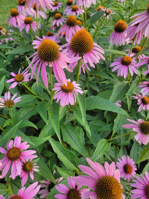 El Verano Coneflower Púrpura - Foto gratis en Pixabay