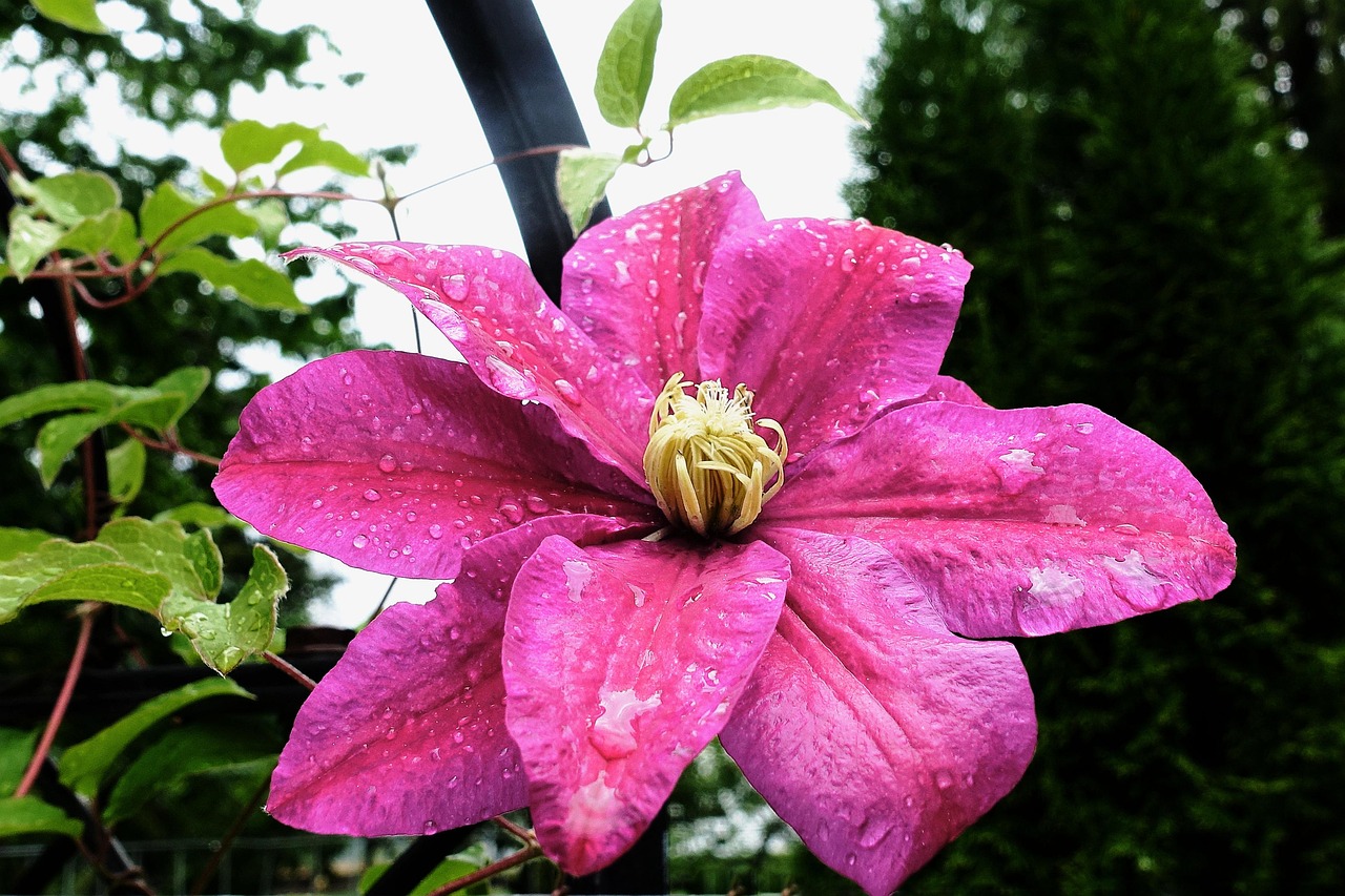 Bunga Clematis Rintik Hujan - Foto gratis di Pixabay - Pixabay