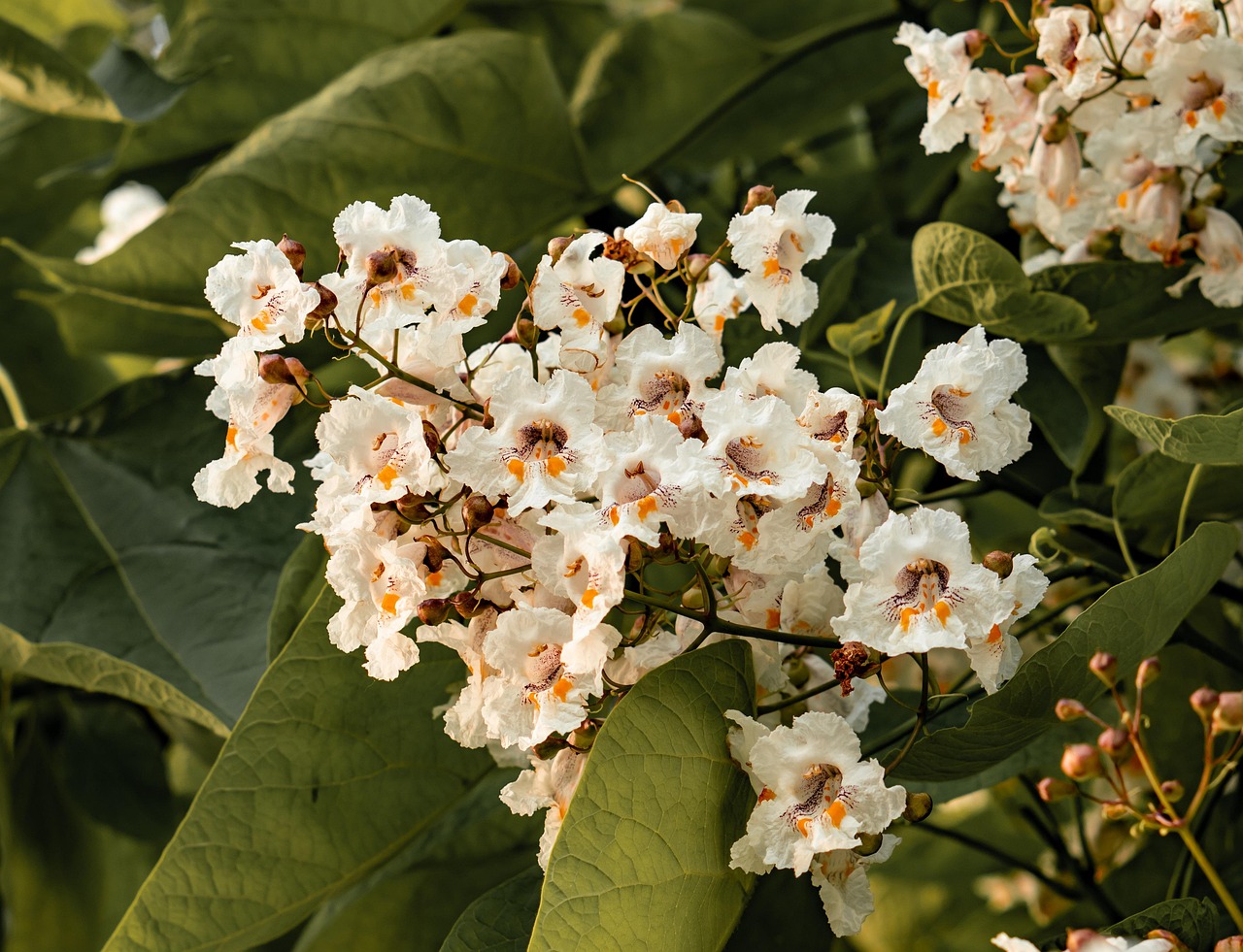 Flowers White Bloom - Free photo on Pixabay - Pixabay