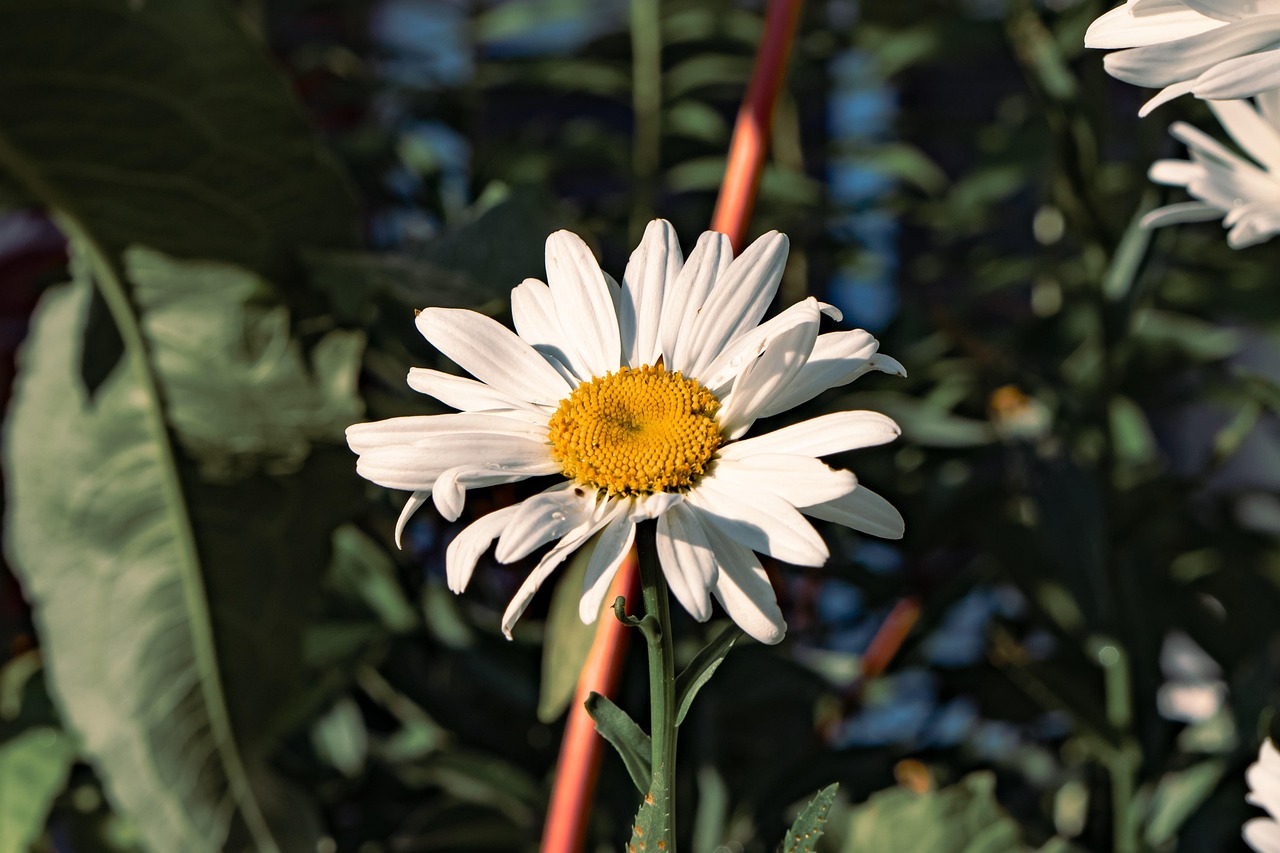 Marguerite Daisy Kwiat Dziki - Darmowe zdjęcie na Pixabay - Pixabay
