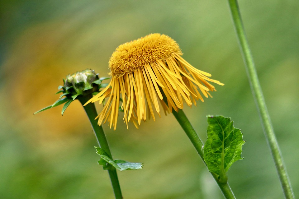 Alant Real Inula Yellow - Free photo on Pixabay
