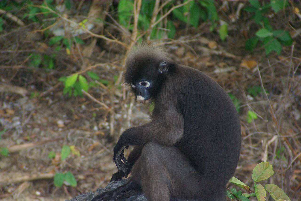 Asia Primate Animal Fauna - Foto gratis en Pixabay - Pixabay