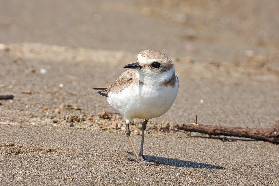 Kentish Plover Bird Animal - Free photo on Pixabay - Pixabay