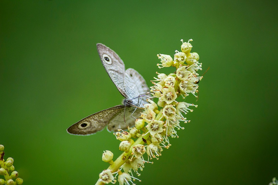 Cinq Anneaux Communs Papillon - Photo gratuite sur Pixabay - Pixabay