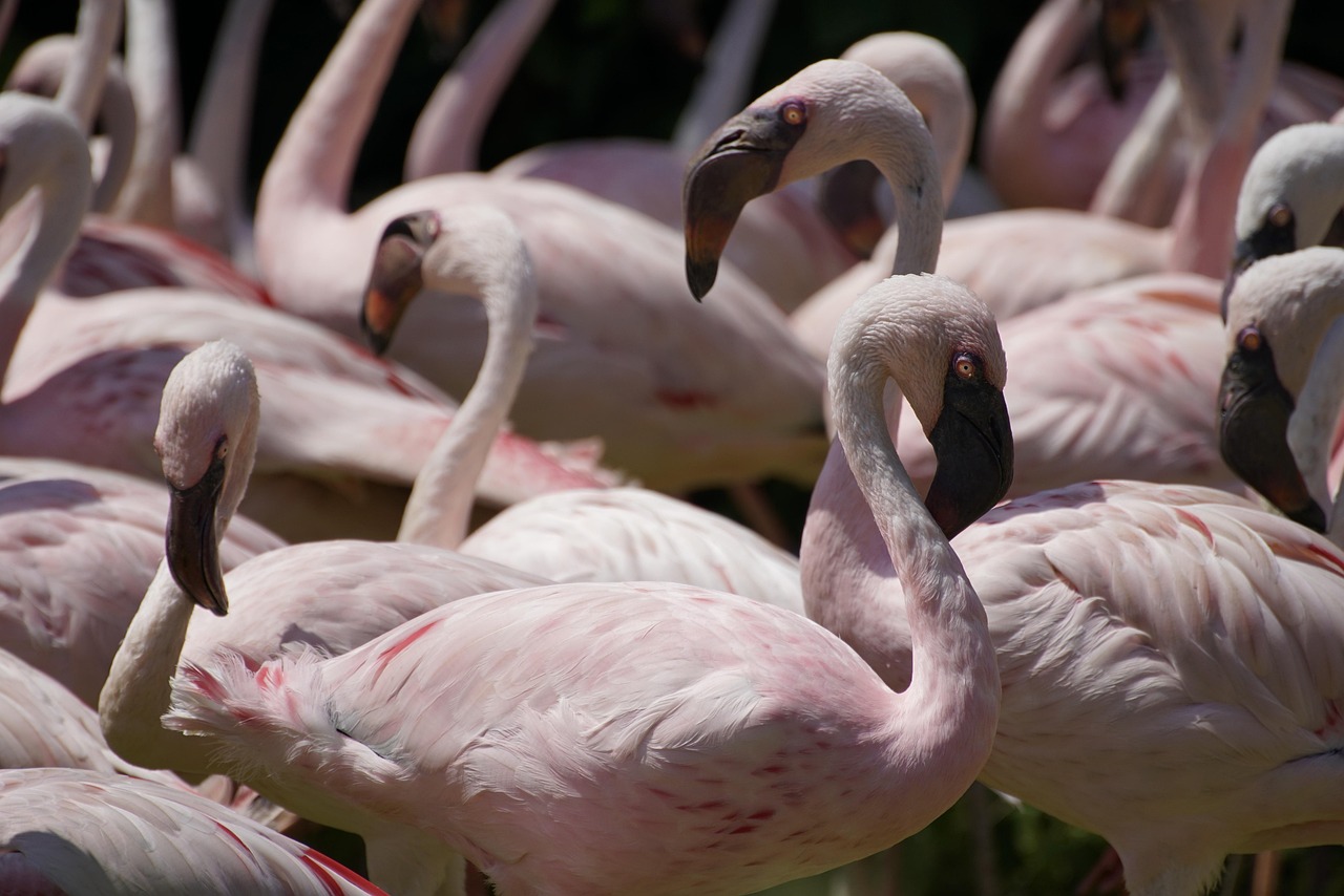 Flamingos Birds Animals - Free photo on Pixabay - Pixabay