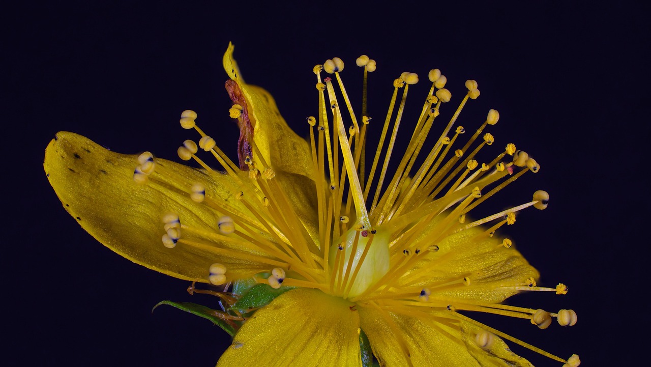 Johannis Herbs Pistils Pollen - Free photo on Pixabay - Pixabay