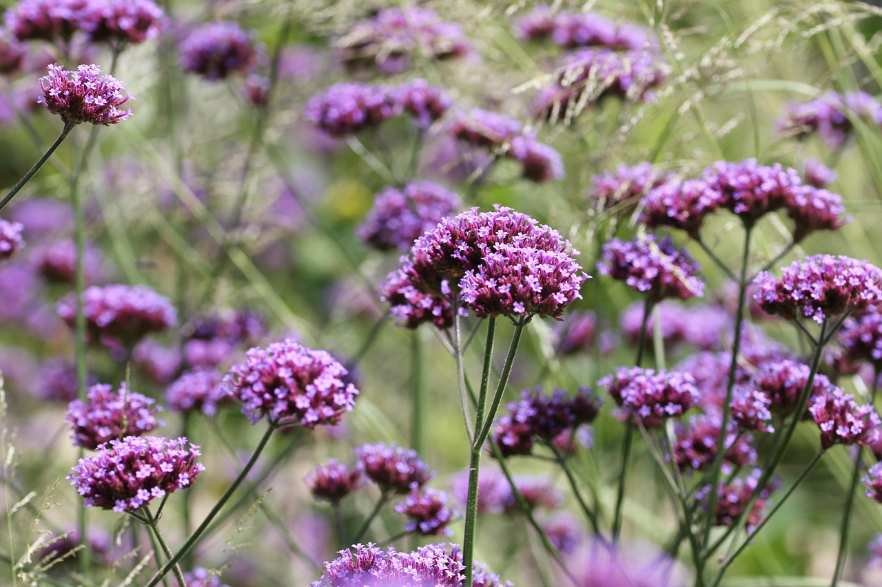 Kukat Violetit Puutarha - Ilmainen valokuva Pixabayssa - Pixabay