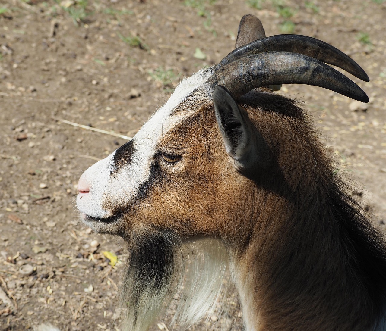 Cabra Animal Mamífero Animais - Foto gratuita no Pixabay - Pixabay