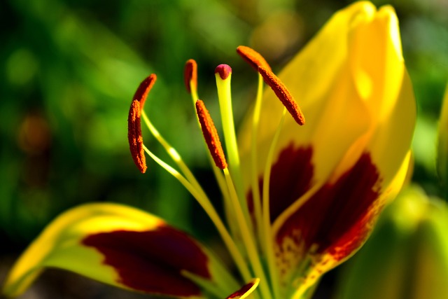 Lis Fleur Nature - Photo gratuite sur Pixabay - Pixabay