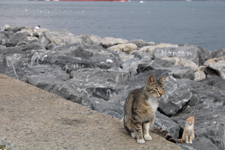 Chats Animaux Mer Des - Photo gratuite sur Pixabay - Pixabay