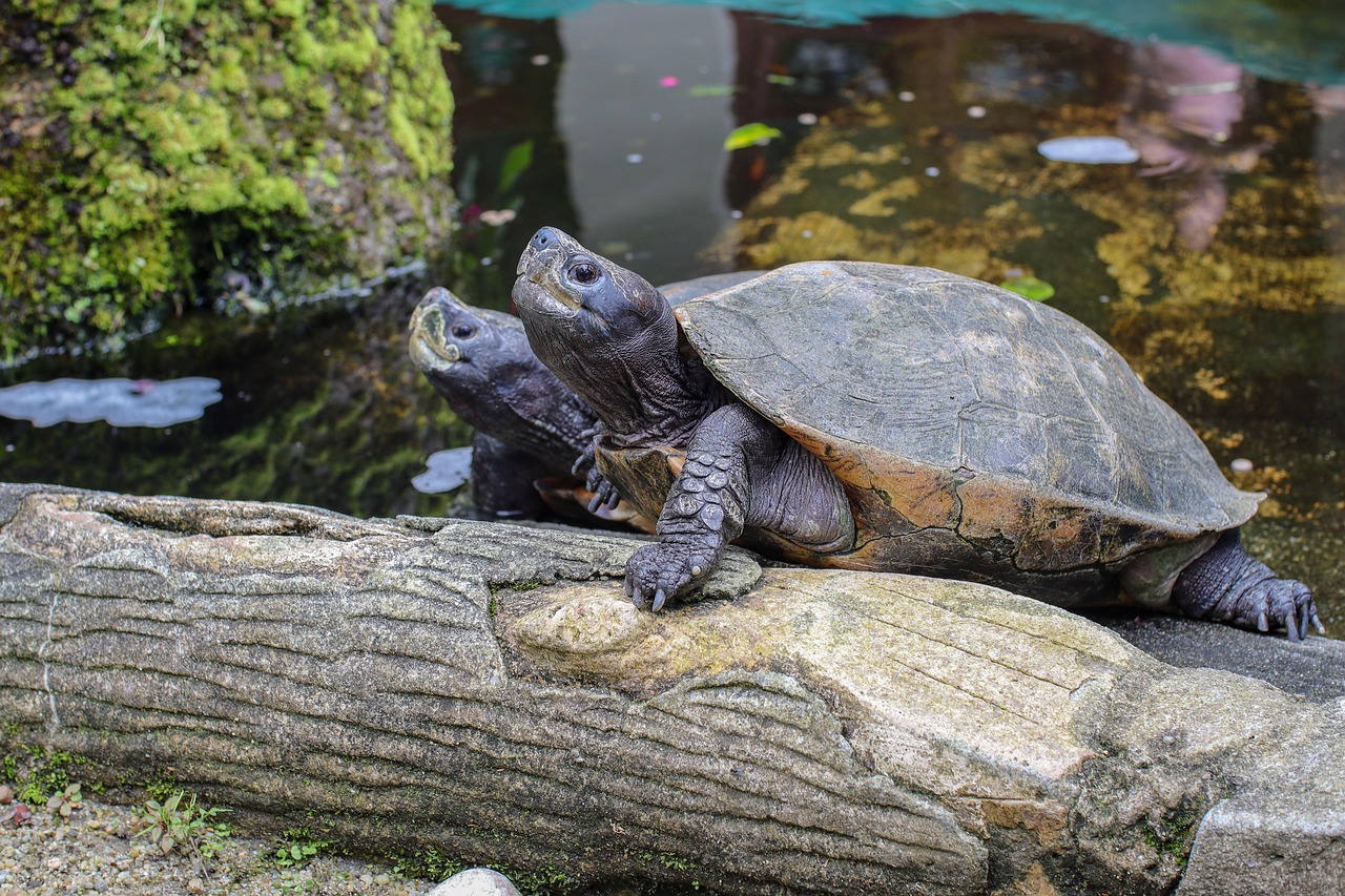 Turtle Animal Nature - Free photo on Pixabay