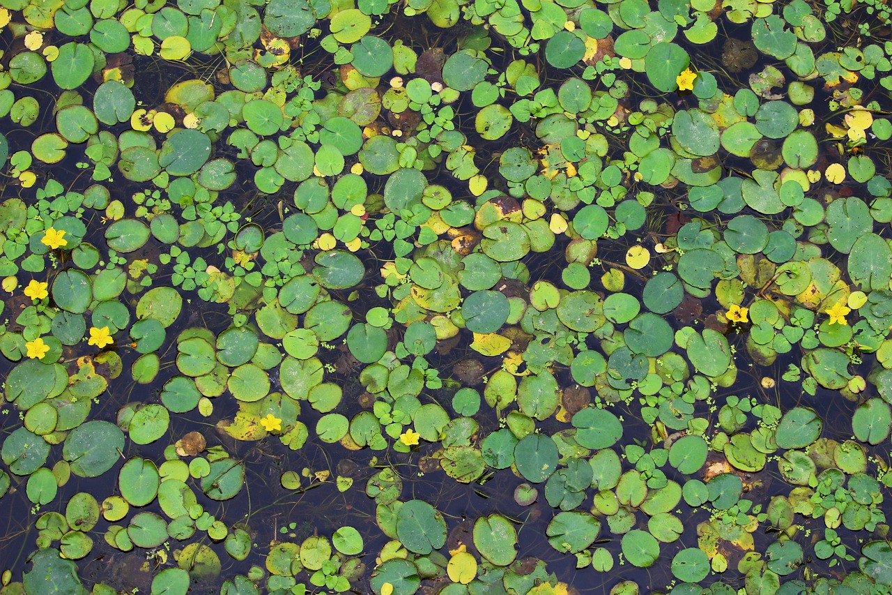Feuilles De Lotus Plante Aquatique - Photo gratuite sur Pixabay - Pixabay