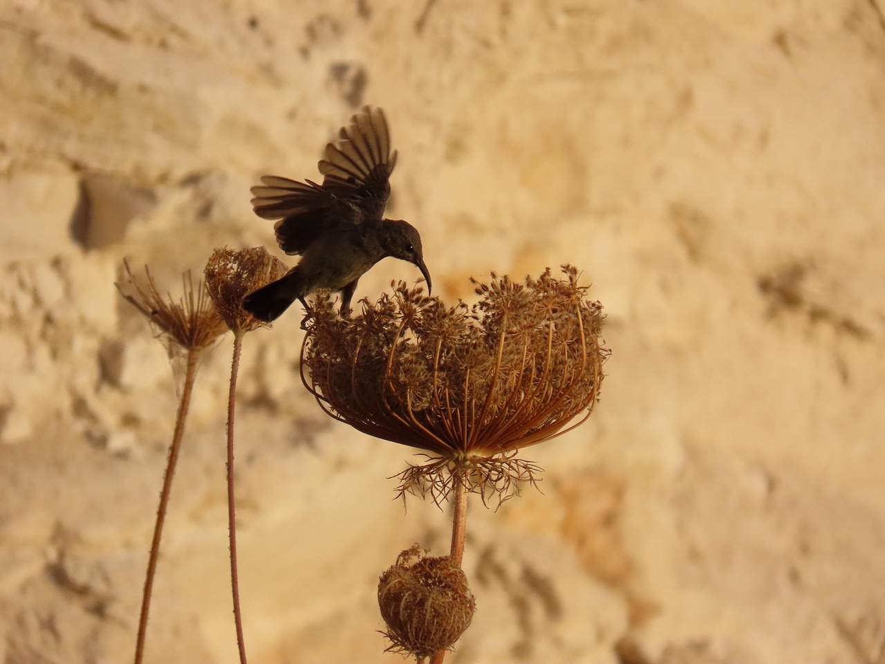 Palestine Sunbird Passerine Bird - Free photo on Pixabay - Pixabay