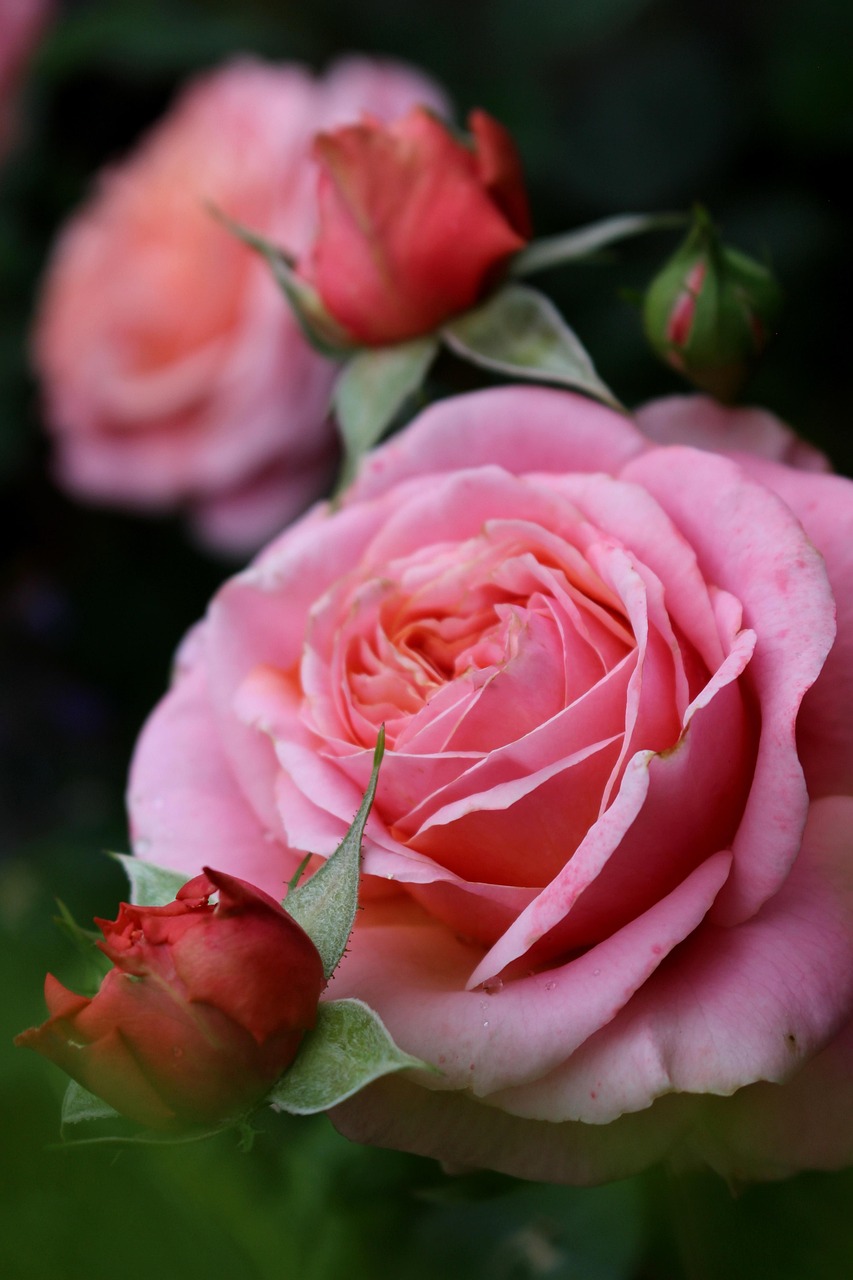 Rose Flower Bud - Free photo on Pixabay - Pixabay