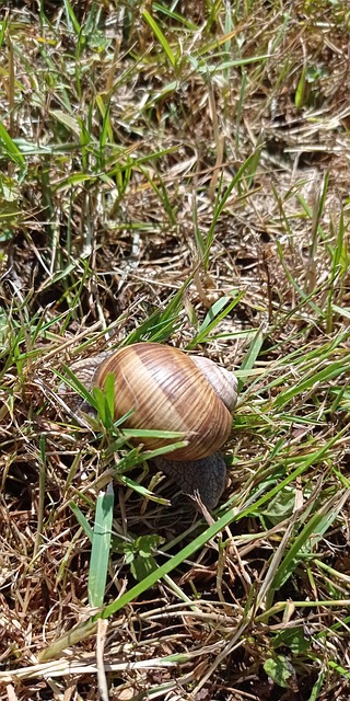 Nature Faune Escargot - Image gratuite sur Pixabay - Pixabay
