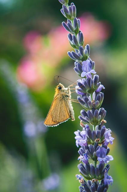 Papillon Lavande Fleur Petit - Photo gratuite sur Pixabay - Pixabay