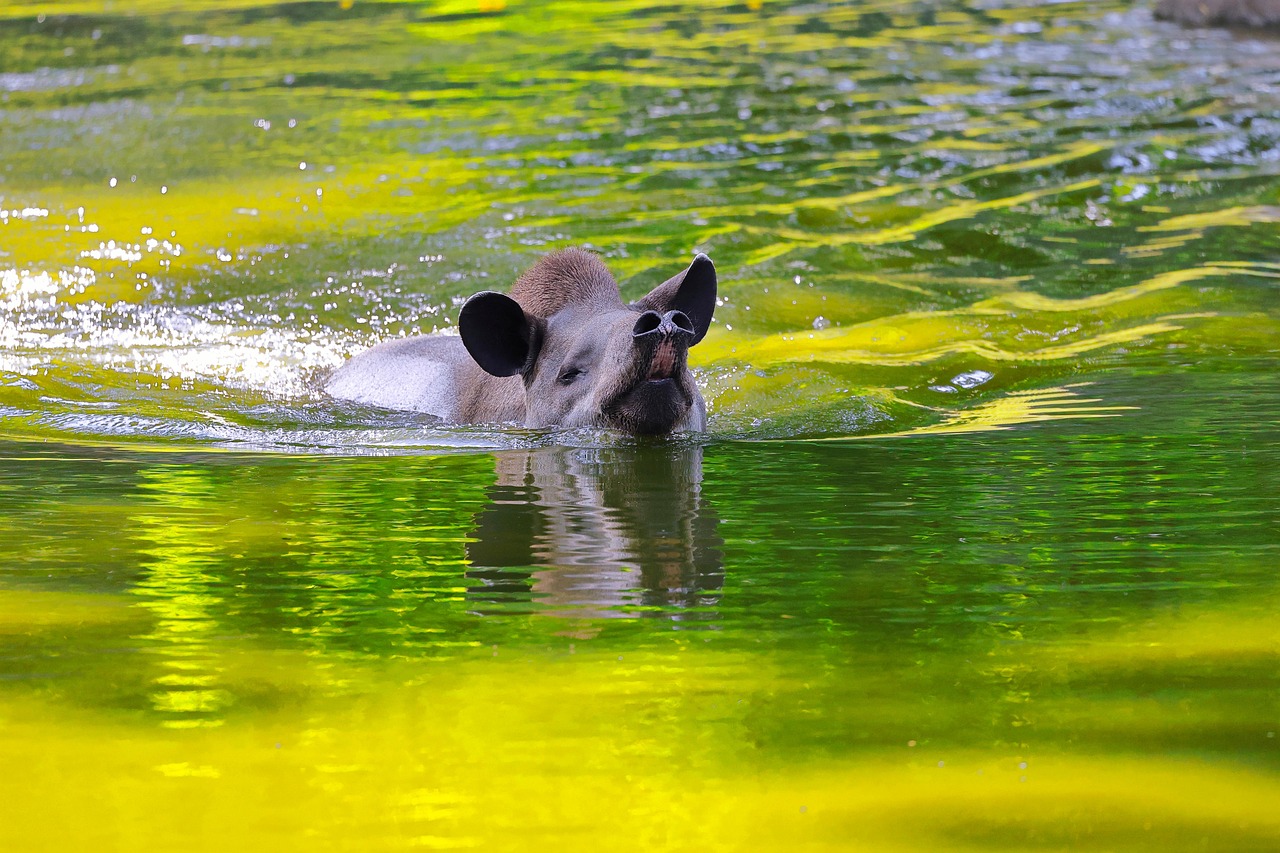 300,000+ Free Tapir Animal & Animal Images - Pixabay