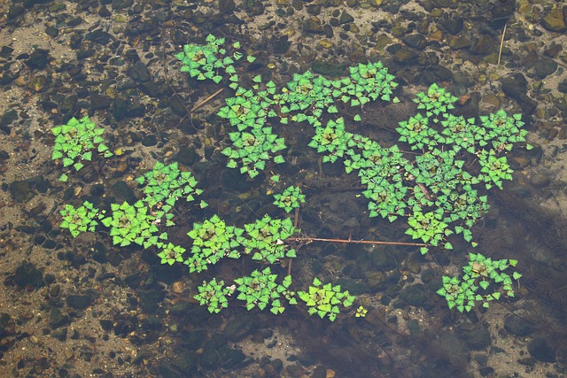 Plante Aquatique Feuilles Lac - Photo gratuite sur Pixabay - Pixabay