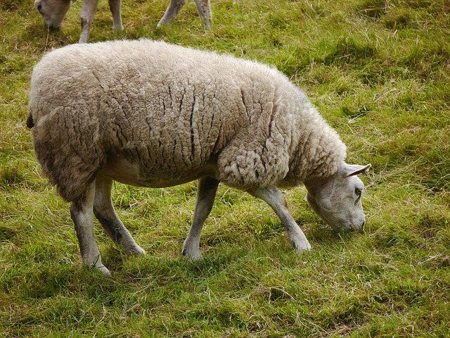Le Mouton Laine Gazon Sur - Photo gratuite sur Pixabay - Pixabay