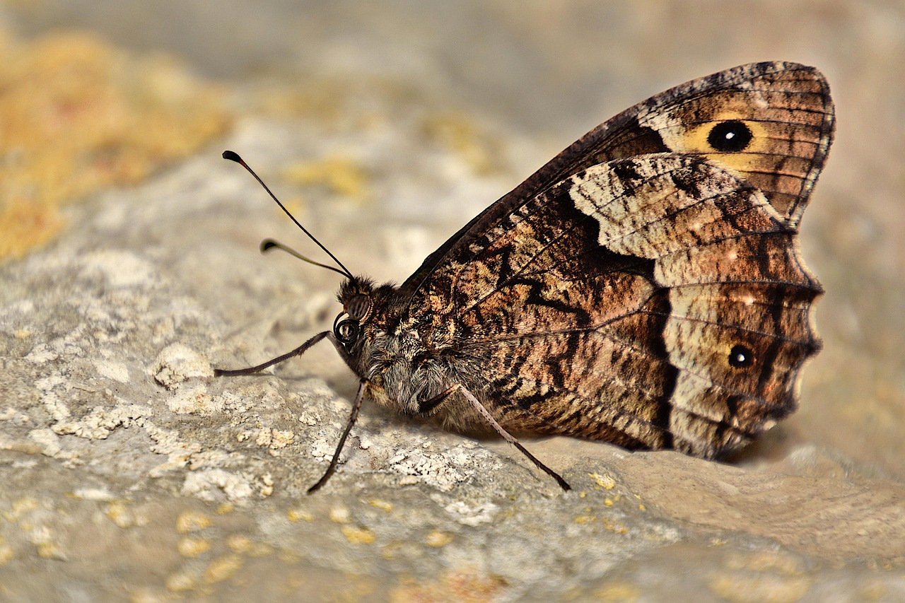 Butterfly Insect Eastern Rock - Free photo on Pixabay - Pixabay