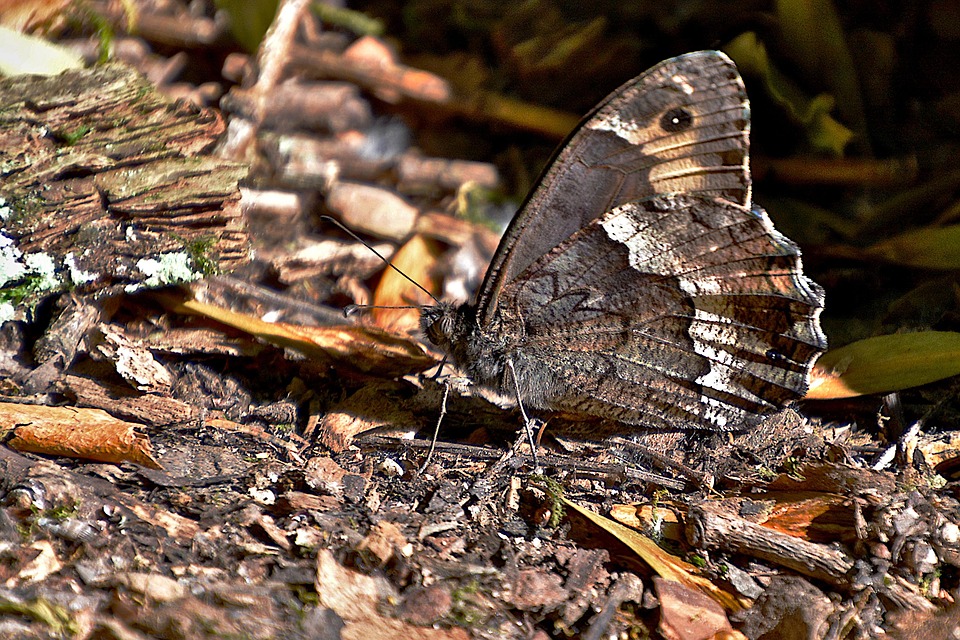 Gray-Banded Eye Butterfly - Free photo on Pixabay - Pixabay