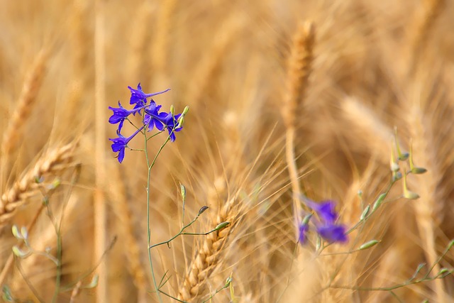 60,000+ Free Wheat Flower & Nature Images - Pixabay
