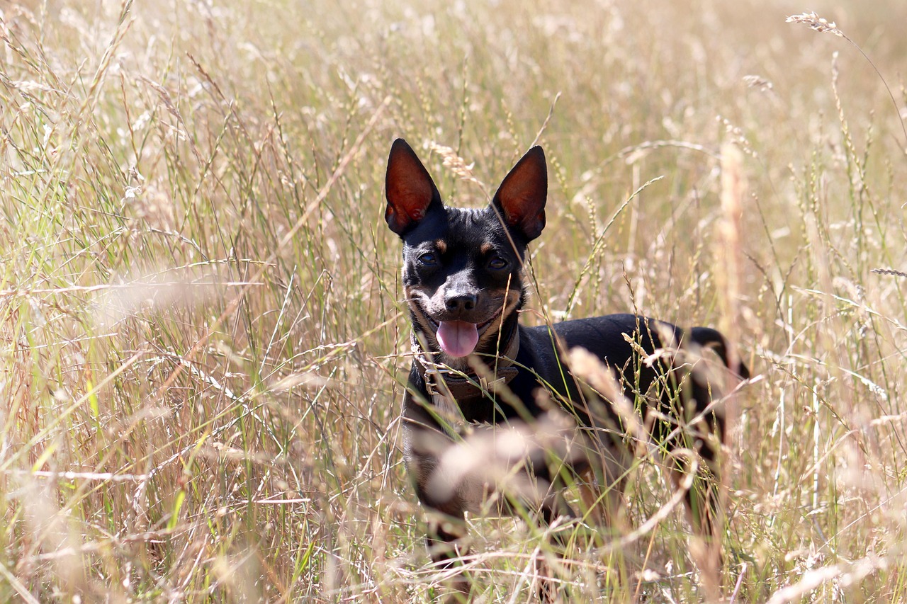 Dog Friend Breed - Free photo on Pixabay - Pixabay