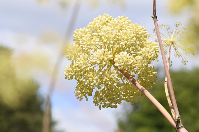 Angelica Plant Medicinal - Free photo on Pixabay