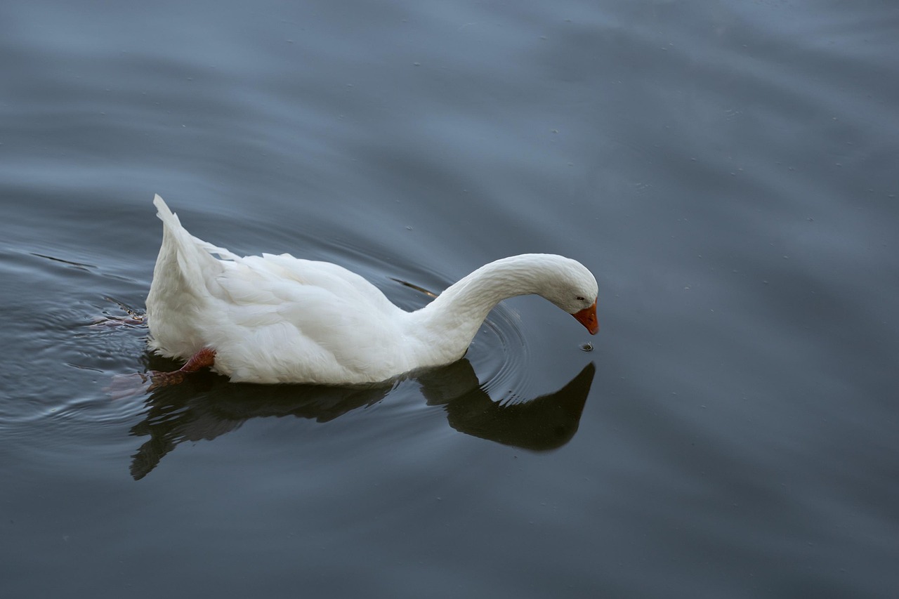 Bird Goose Ornithology - Free photo on Pixabay - Pixabay