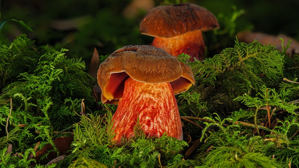 Mushroom Scarletina Bolete Moss - Free photo on Pixabay