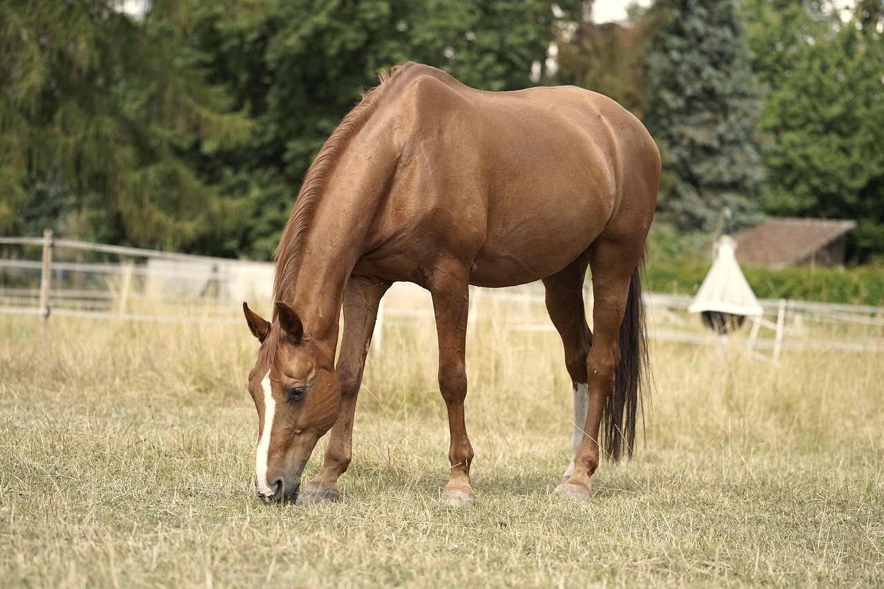 Caballo Zorro Animal - Foto gratis en Pixabay - Pixabay