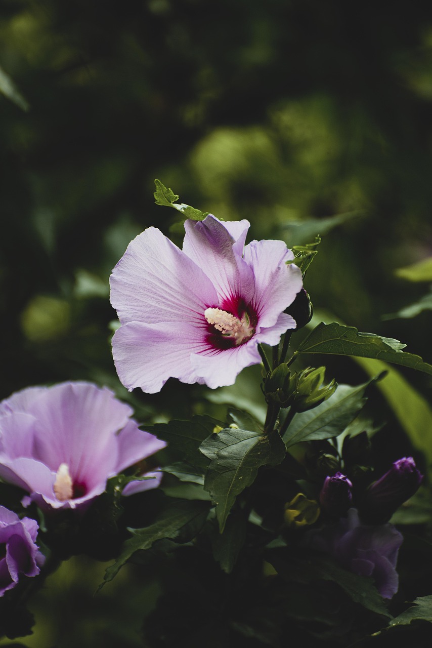 Blumen Pinke Blüte - Kostenloses Foto auf Pixabay