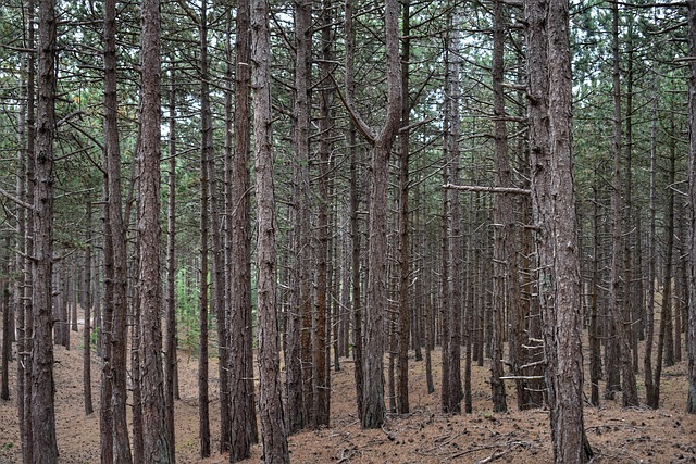 Forêt De Pins Nature Des - Photo gratuite sur Pixabay - Pixabay