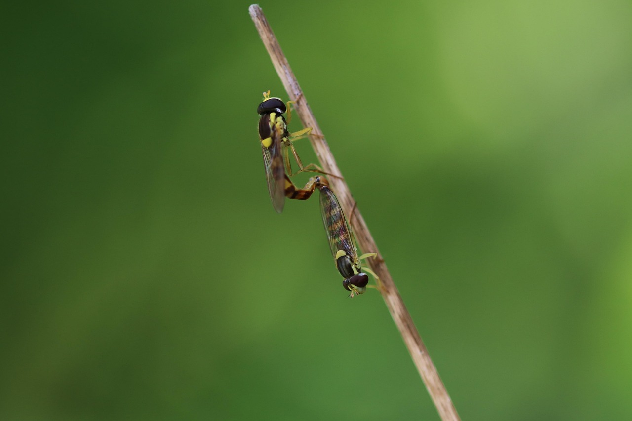 Insects Diptera Cyclorraphs - Free photo on Pixabay - Pixabay