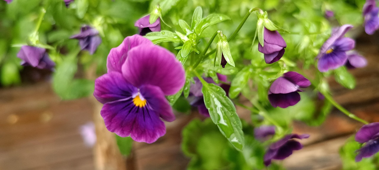 Bratsj Stedmoderblomst Blomst - Gratis foto på Pixabay - Pixabay