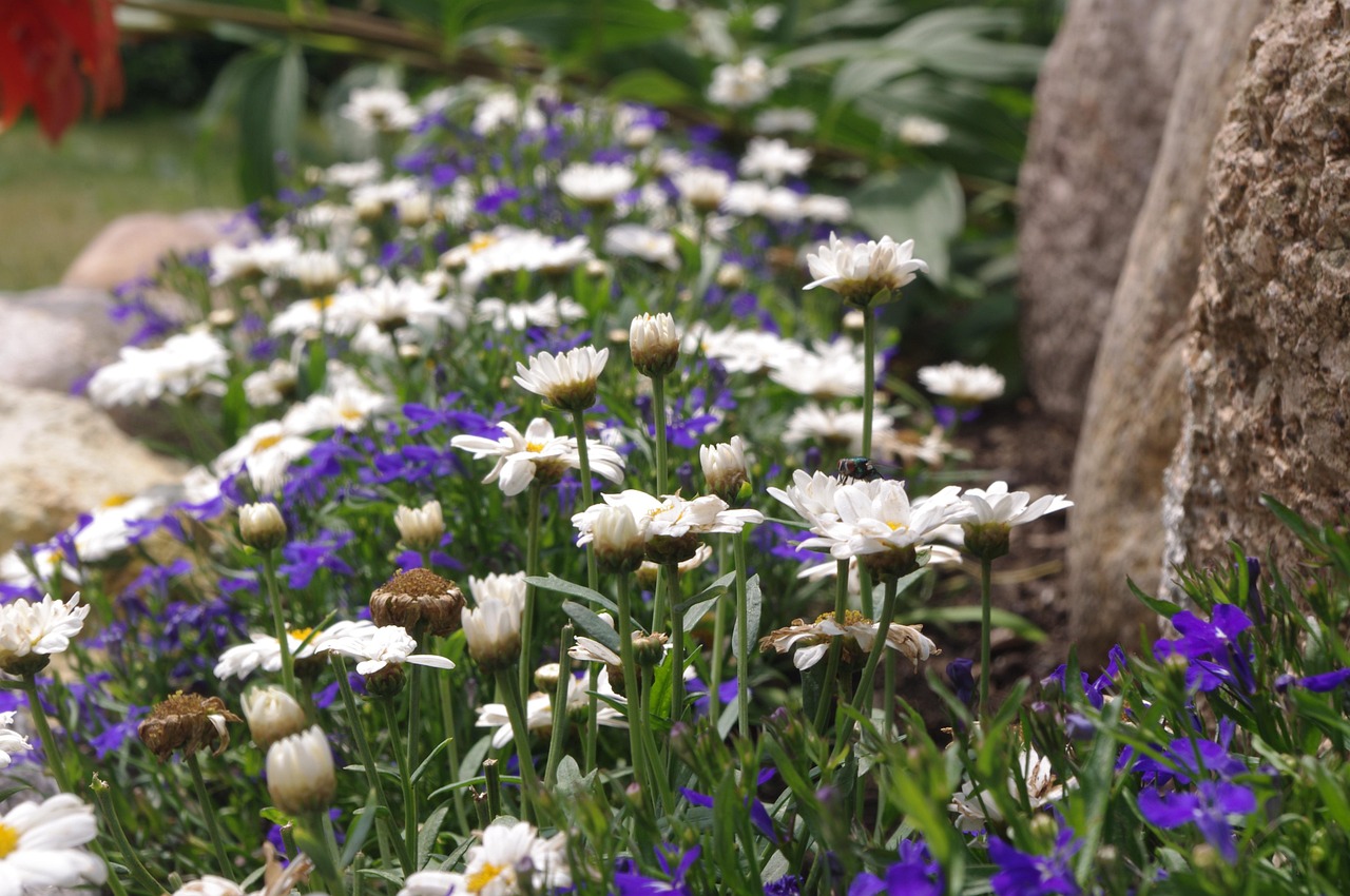 Blumen Rabatka Garten - Kostenloses Foto auf Pixabay - Pixabay