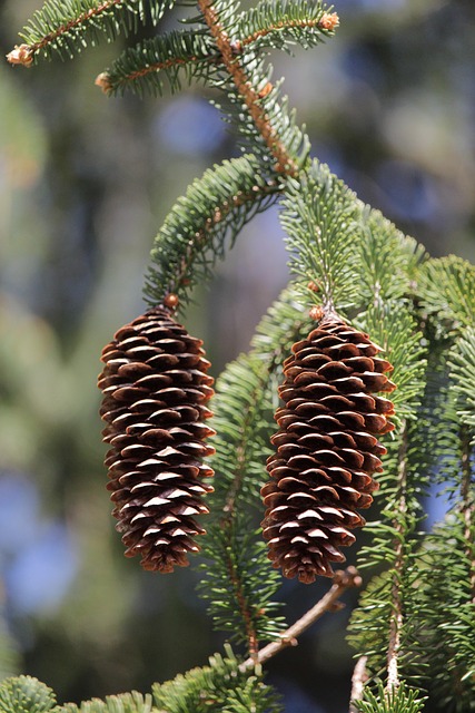 Pine Cones Tree Nature - Free photo on Pixabay - Pixabay