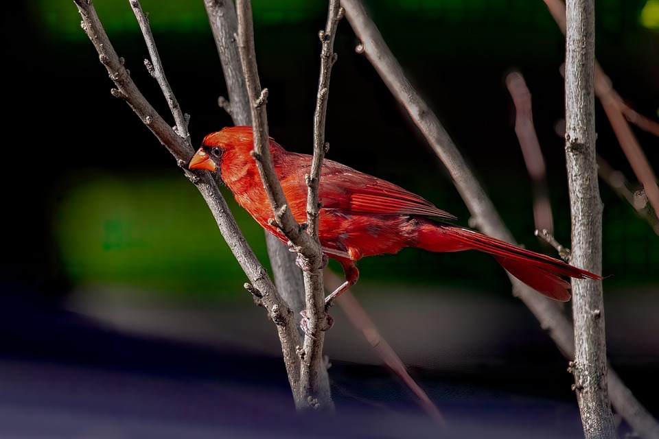 Pájaro Cardenal Posado - Foto gratis en Pixabay