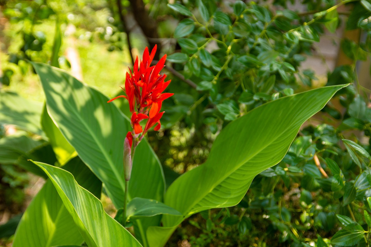 Canna Flower Leaf - Free photo on Pixabay - Pixabay