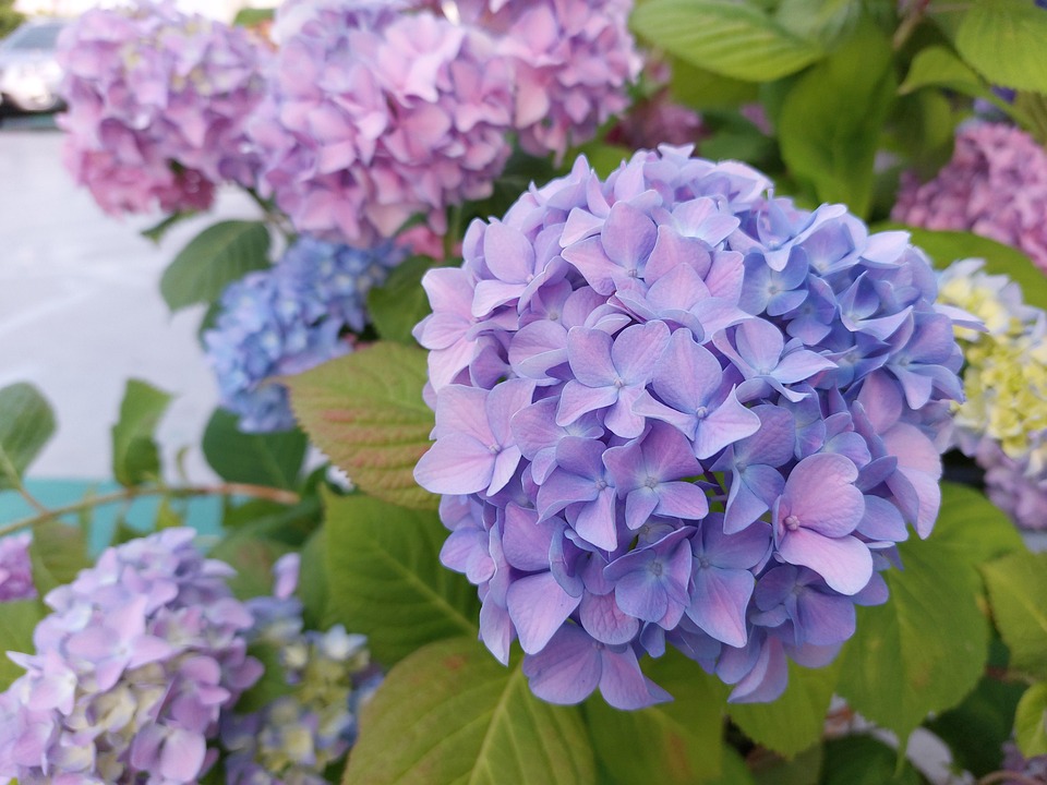 Hydrangea Bunga Daun - Foto gratis di Pixabay - Pixabay