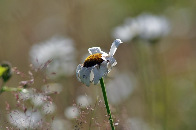 Fleur Camomille Commune Marguerite - Photo gratuite sur Pixabay