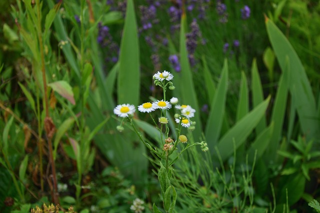 Daisies White Flowers Garden - Free photo on Pixabay - Pixabay