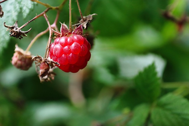 Berry Raspberry Fruit - Free photo on Pixabay - Pixabay