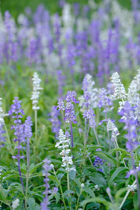 Flowers Purple Garden - Free photo on Pixabay