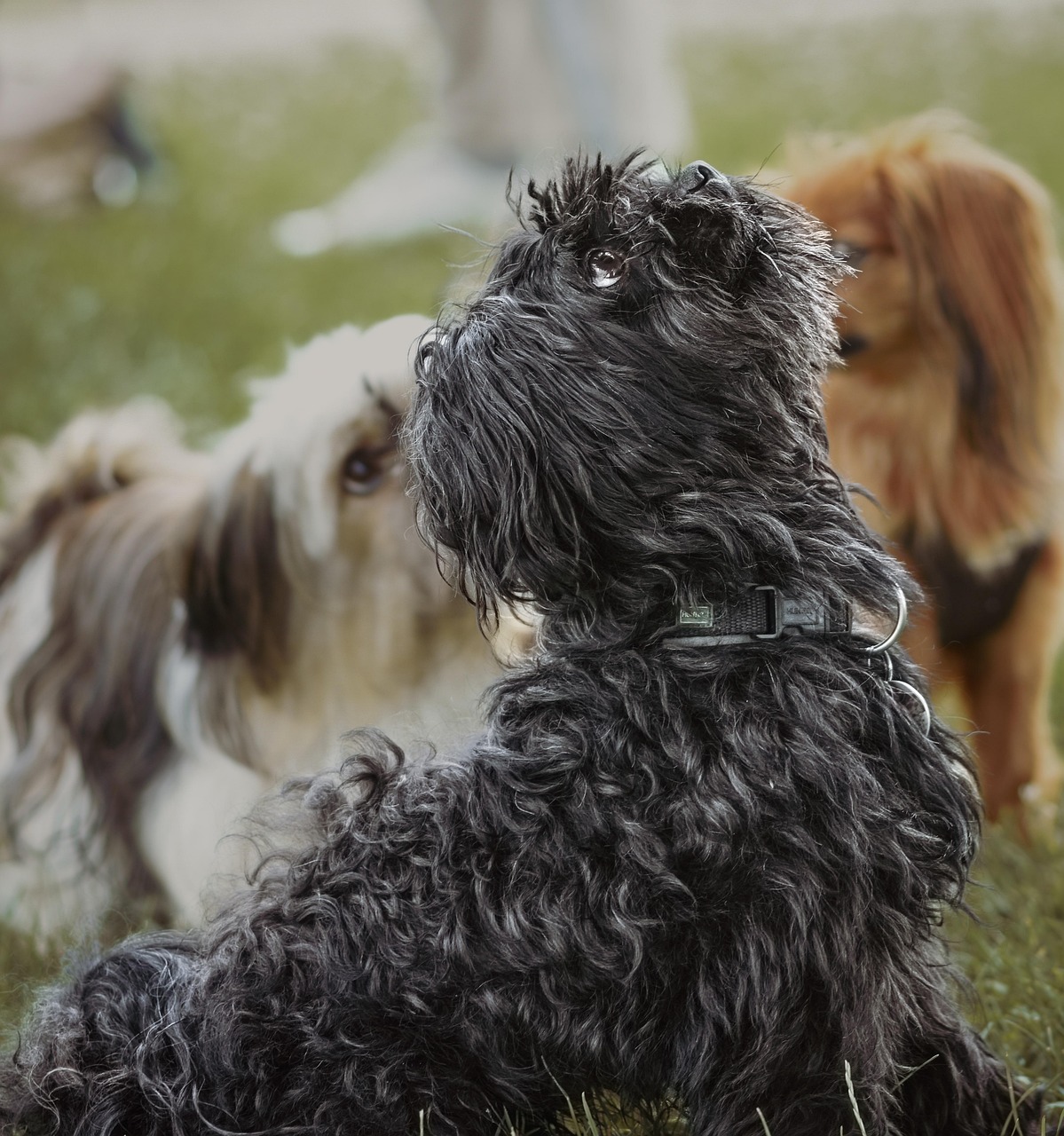 10 000 Free Mixed Breeds Dog Images Pixabay