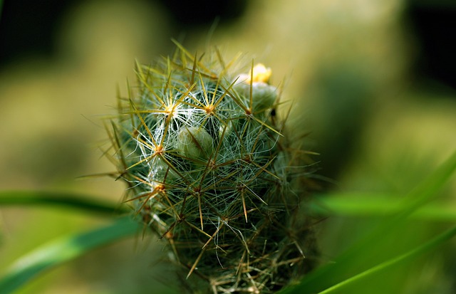 Cactus Fleur Jardin - Photo gratuite sur Pixabay - Pixabay