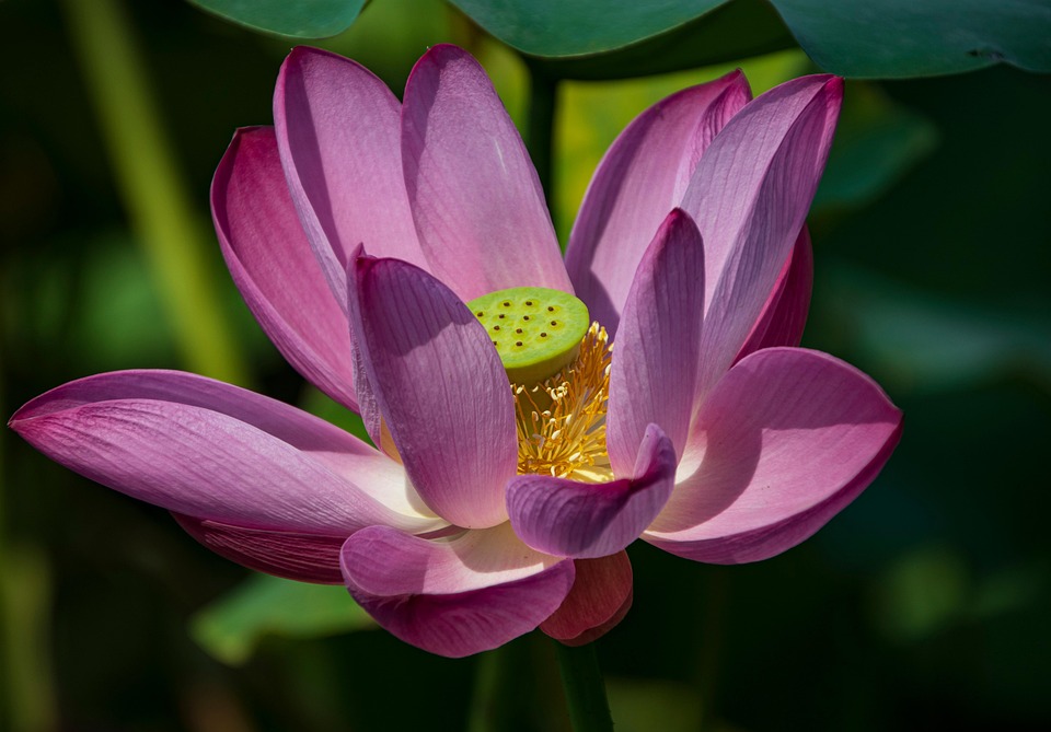 Lotus Fleur Plantes - Photo gratuite sur Pixabay - Pixabay