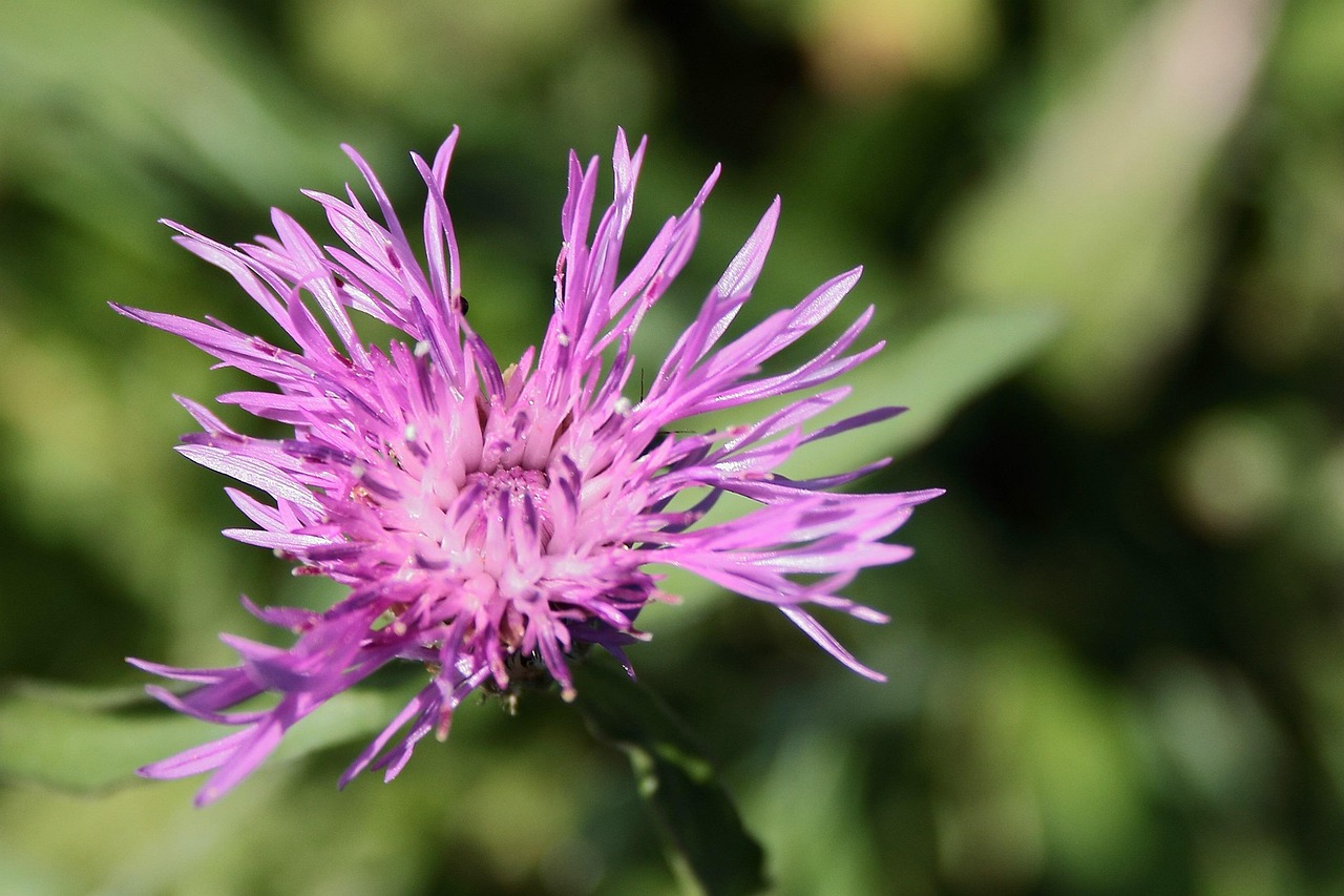 Centaurée Fleur Plantes - Photo gratuite sur Pixabay - Pixabay