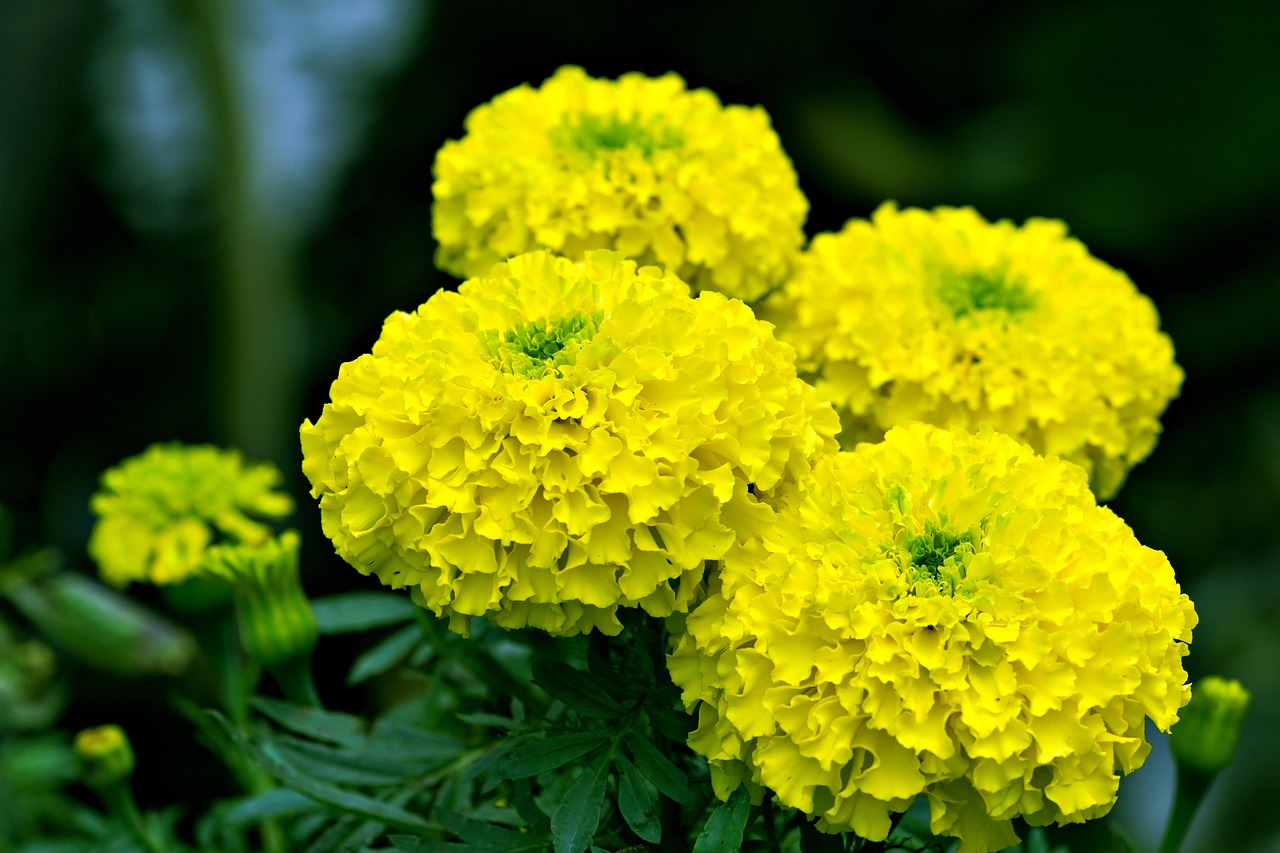 Crisantemos Flores De Color - Foto gratis en Pixabay - Pixabay
