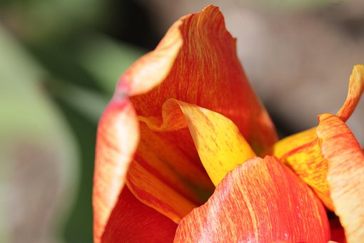 20+ Free Orange Peony & Peony Photos - Pixabay